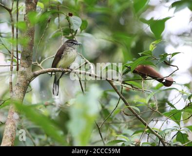 Hook-billed Bulbul (Setornis criniger) in Borneo,Malaysia Stock Photo ...
