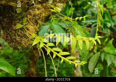 Tropical green parasitic plants grow on the trunk of a tall rainforest ...