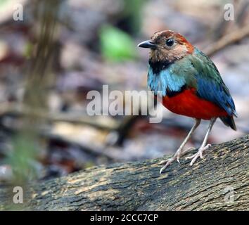 The Sulawesi pitta (Erythropitta celebensis) is a species of pitta.It ...