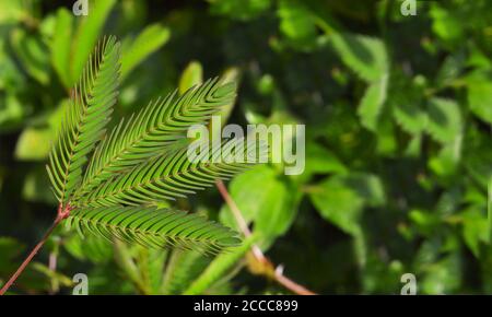 image shows the leaves of a wild touch me not plant with space for text ...
