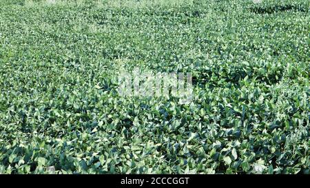 Green ripening soybean field, agricultural landscape Stock Photo - Alamy