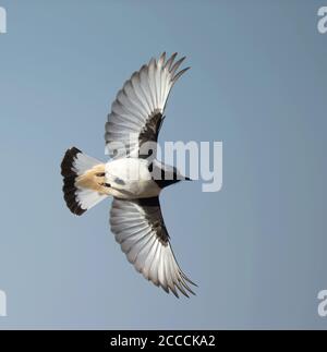 Mourning Wheatear (Oenanthe lugens) flying, Eilat, Israel Stock Photo ...