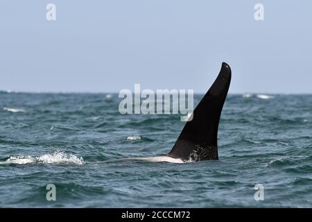 Adult male transient killer whale {Orcinus orca) + whale watching Stock ...
