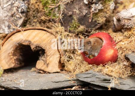 Bank Vole Eating Apple Stock Photo - Alamy