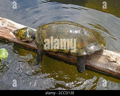 Critically ENDANGERED Madagascan Big-headed Turtle (Erymnochelys ...