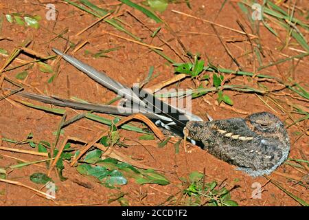 Pennant-winged Nightjar (Caprimulgus vexillarius), resting on the side ...