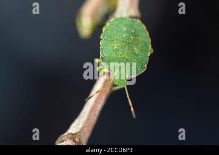 Green Shieldbug Palomino prasina Stock Photo - Alamy