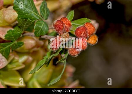 The fruit of the Fragrant Sumac, alson known as the Rhus trilobata. The ...