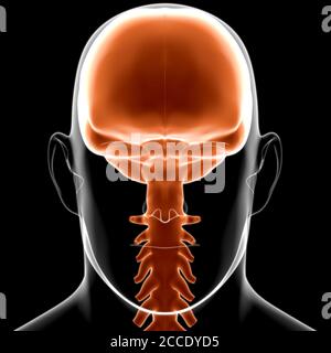 Dura mater Anatomy For Medical Concept 3D Illustration Stock Photo - Alamy