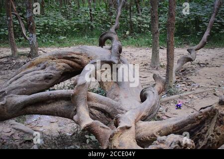 A sal tree forest. Shorea robusta, the sal tree, is a species of tree ...