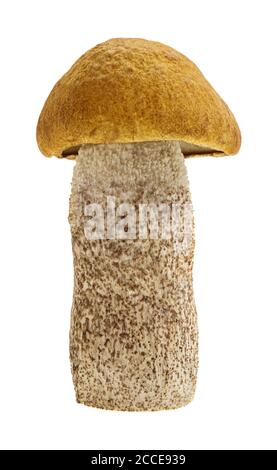 Brown shaggy cap mushroom (Boletus emodensis) growing at the base of a ...