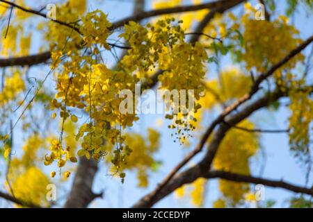 Kani konna a kerala flower used as a symbol of Vishu Kani a Hindu ...
