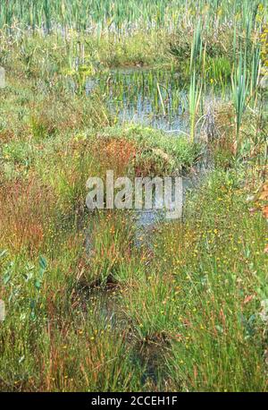 Wetlands Preservation. Cranesville Swamp Preserve, a Nature Conservancy ...