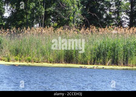 Flag Ponds Nature Park, Maryland, USA. New Pond in Process of Formation ...
