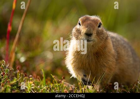 An Arctic ground squirrel forages on the tundra near Anchorage, Alaska ...