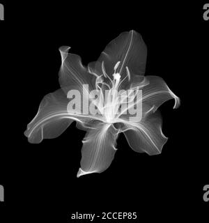 Lily flower (Lilium sp Stock Photo - Alamy