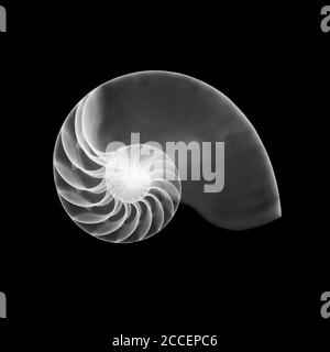 Nautilus shell, X-ray Stock Photo - Alamy