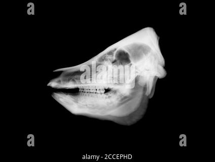 Pig skull, X-ray Stock Photo - Alamy