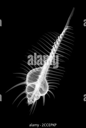 xray of seashell Stock Photo - Alamy