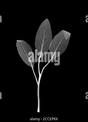 Stachys sp Stachys sp Stock Photo - Alamy