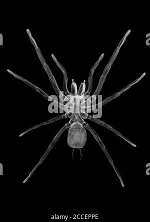 Tarantula spider (Grammostola rosea), X-ray Stock Photo - Alamy