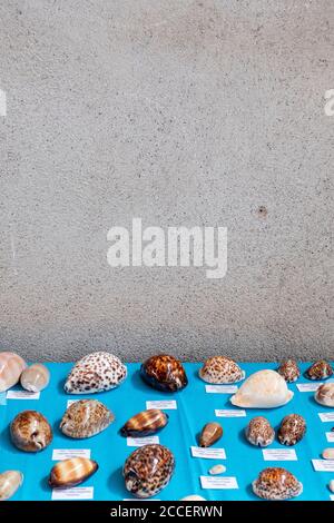 Snail shell shells in different shapes and sizes and different colors ...