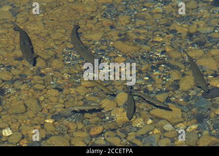 Lake Whitefish (Coregonus clupeaformis Stock Photo - Alamy