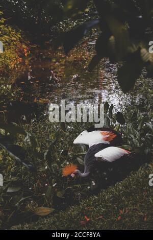 Macro shots of a peacock feather Stock Photo - Alamy
