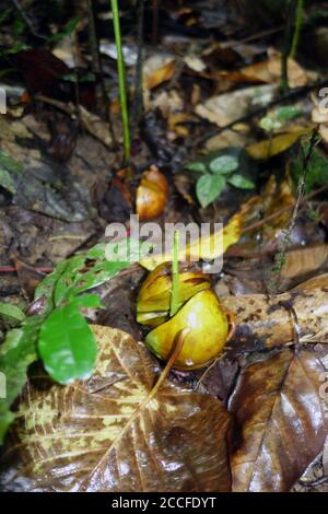 Idiot fruit (Idiospermum australiense) on rainforest floor, Daintree ...