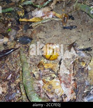 Idiot fruit (Idiospermum australiense) germinating on rainforest floor ...