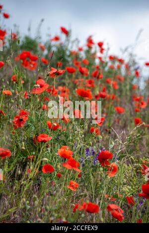 Poppy seeds, flower strips Stock Photo - Alamy
