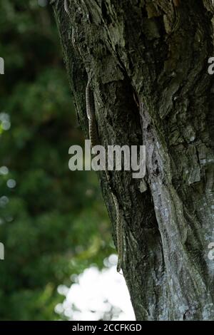 Young Japanese rat snake (Elaphe climacophora) on tree, Isehara City ...
