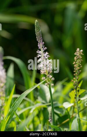Japanese jacinth (Barnardia japonica),Isehara City, Kanagawa Prefecture ...