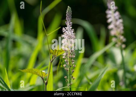 Japanese jacinth (Barnardia japonica),Isehara City, Kanagawa Prefecture ...