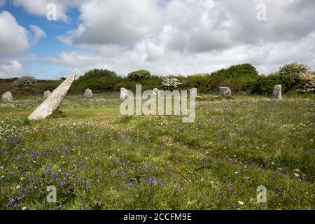 Wildflowers at prehistoric stone circle called the Boscawen-un on ...