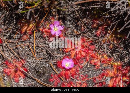 Drosera acaulis in flower on Matroosberg, Western Cape, South Africa ...