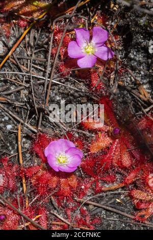 Drosera acaulis in flower on Matroosberg, Western Cape, South Africa ...