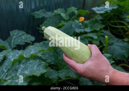 A man holding a white marrow (vegetable Stock Photo - Alamy