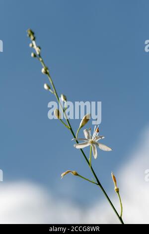 White funnel lily, also called white parade lily or alpine paradise ...