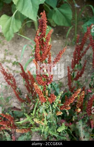 Rumex crispus close up with fresh and dry seeds Stock Photo - Alamy