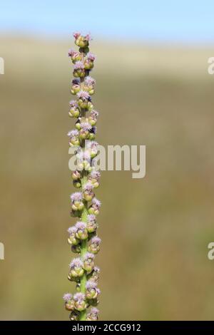 Sea arrowgrass (Triglochin maritimum) in flower in spring, Wadden Sea ...