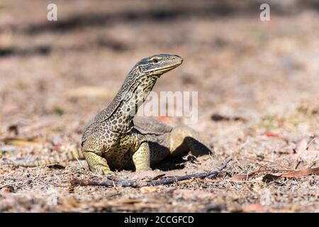 Sand monitor lizard in far outback Queensland, Australia Stock Photo ...