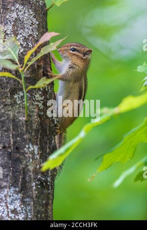 Eastern Chipmunk , Tamias Striatus, climb on tree Stock Photo - Alamy