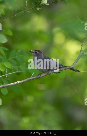 Gray catbird on a June day in northern Wisconsin Stock Photo - Alamy