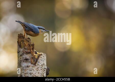 Nuthatch, Sitta europaea , single bird on feeder, Warwickshire ...