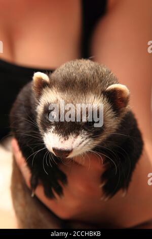 small ferret in the human hands (another pet Stock Photo - Alamy