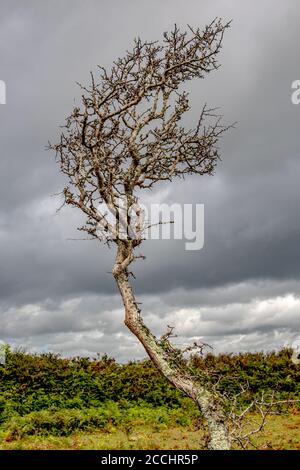 Watch House Dodman Point Cornwall Stock Photo - Alamy