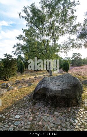 Heathland in Bad Fallingbostel, Germany Stock Photo - Alamy