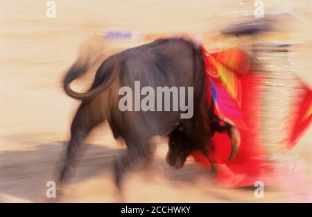 Bull attacking red cape and matador during bullfight Stock Photo - Alamy