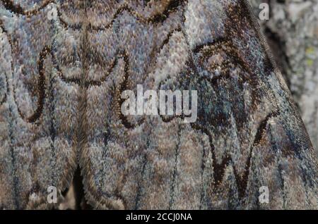 The Penitent, Catocala piatrix, wing detail Stock Photo - Alamy